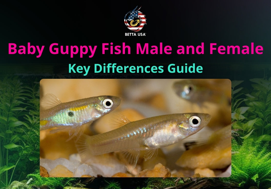 Baby Guppy Fish Male and Female: Key Differences Guide – Betta USA Aquatic