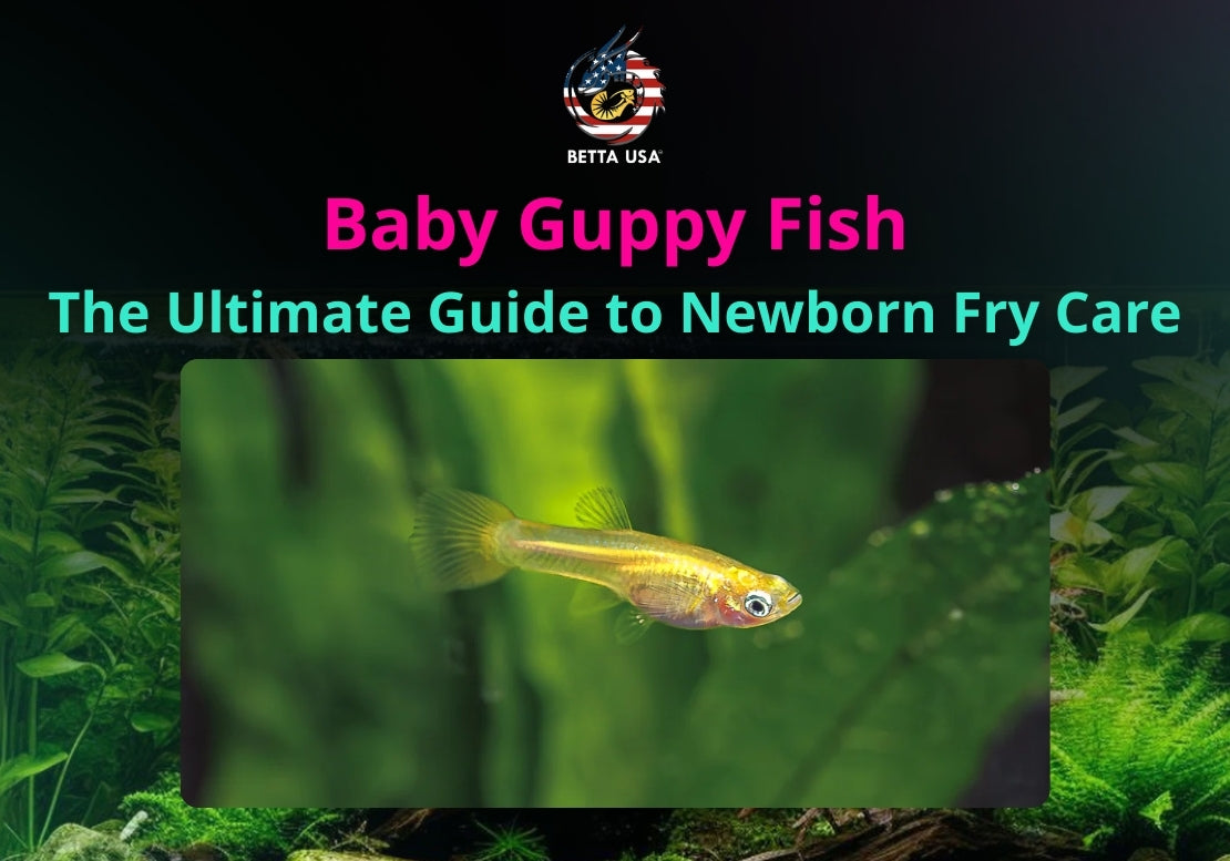 Baby Guppy Fish: The Ultimate Guide to Newborn Fry Care – Betta USA Aquatic