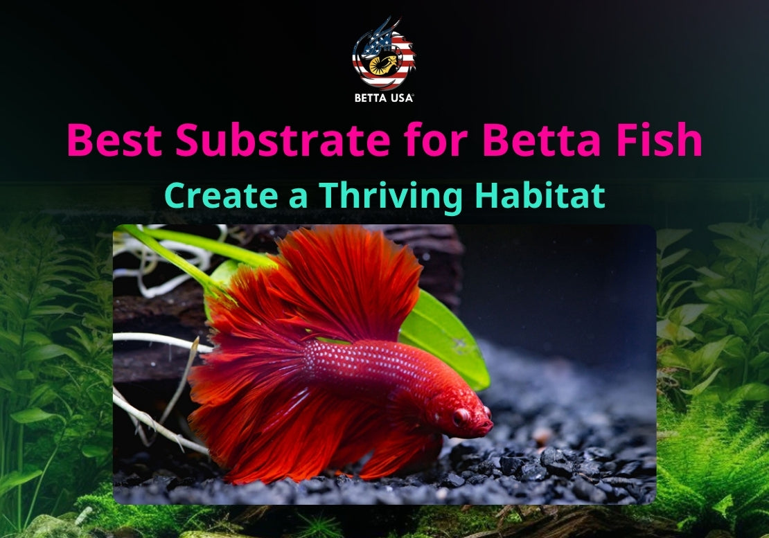 Best Substrate For Betta Fish: Create A Thriving Habitat – Betta USA ...