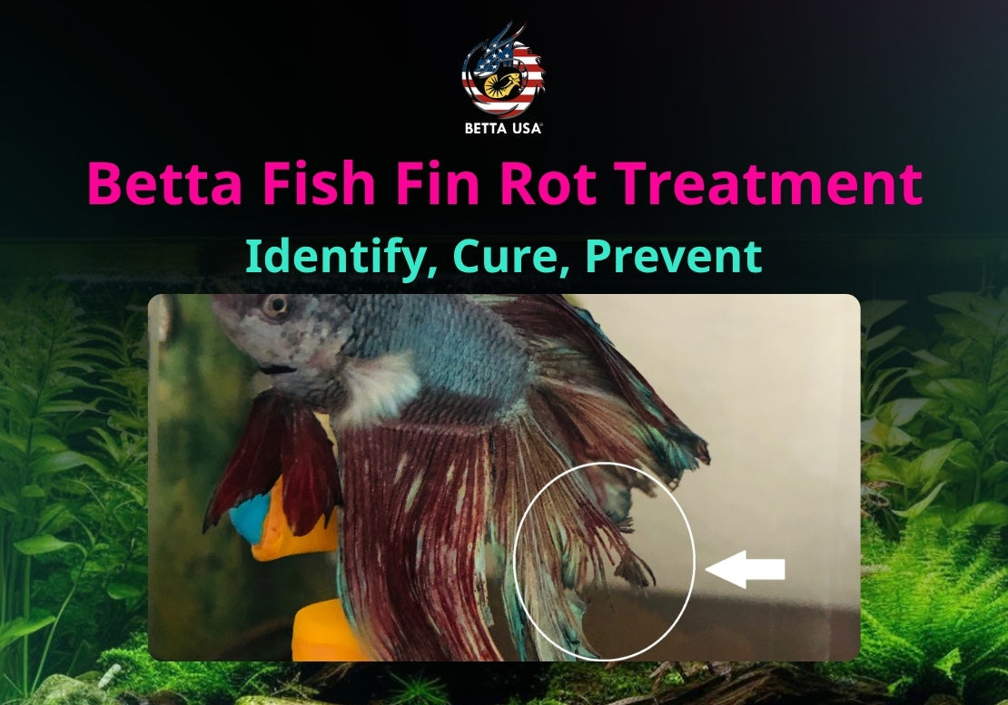 Betta Fish Fin Rot Treatment: Identify, Cure, Prevent – Betta USA Aquatic