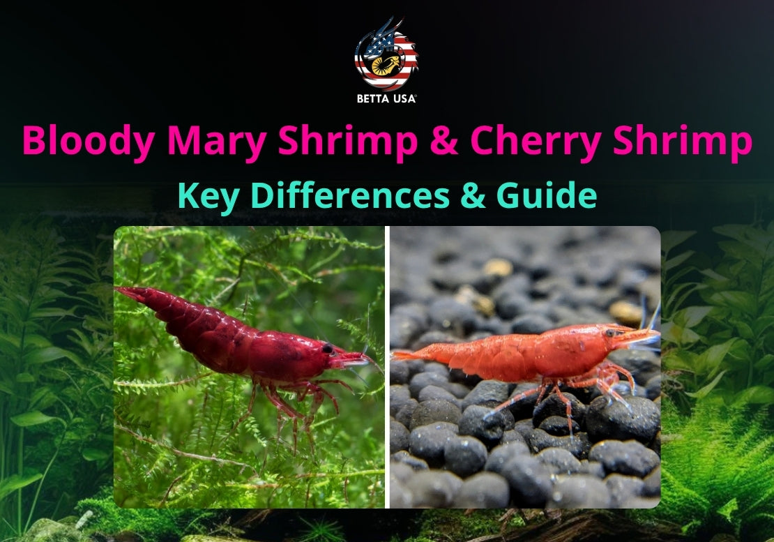 Bloody Mary Shrimp vs Cherry Shrimp: Key Differences & Guide – Betta ...