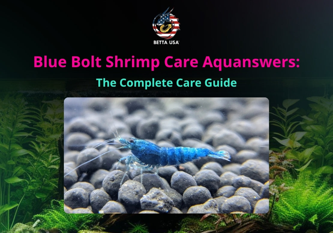 Blue Bolt Shrimp Care Aquanswers: The Complete Care Guide – Betta USA ...