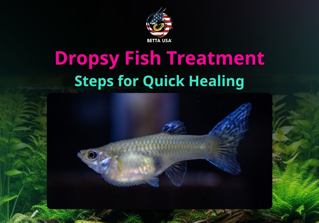 Dropsy Fish Treatment: Steps for Quick Healing – Betta USA Aquatic