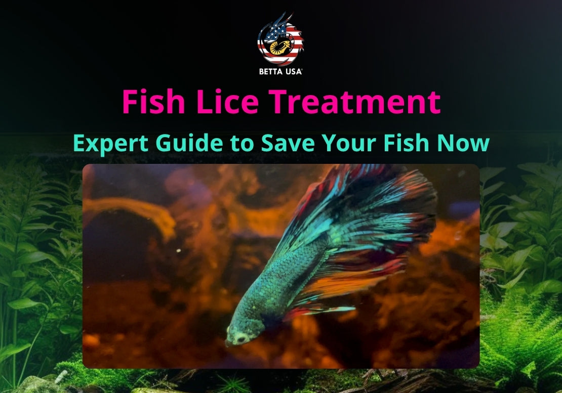 Fish Lice Treatment: Expert Guide to Save Your Fish Now – Betta USA Aquatic