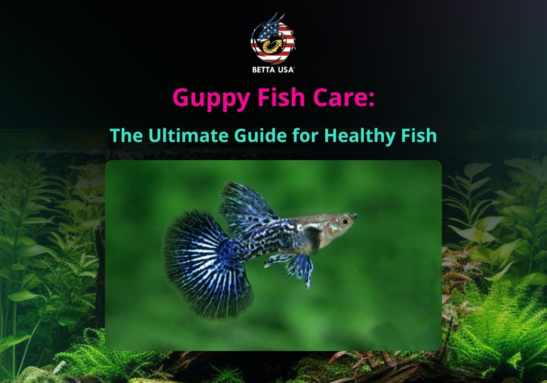 Guppy Fish Care: The Ultimate Guide for Healthy Fish – Betta USA Aquatic