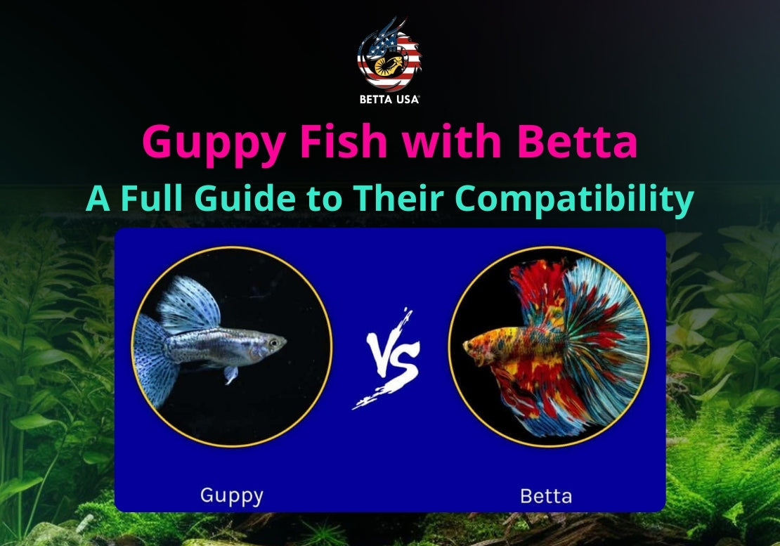 Guppy Fish with Betta: A Full Guide to Their Compatibility – Betta USA ...
