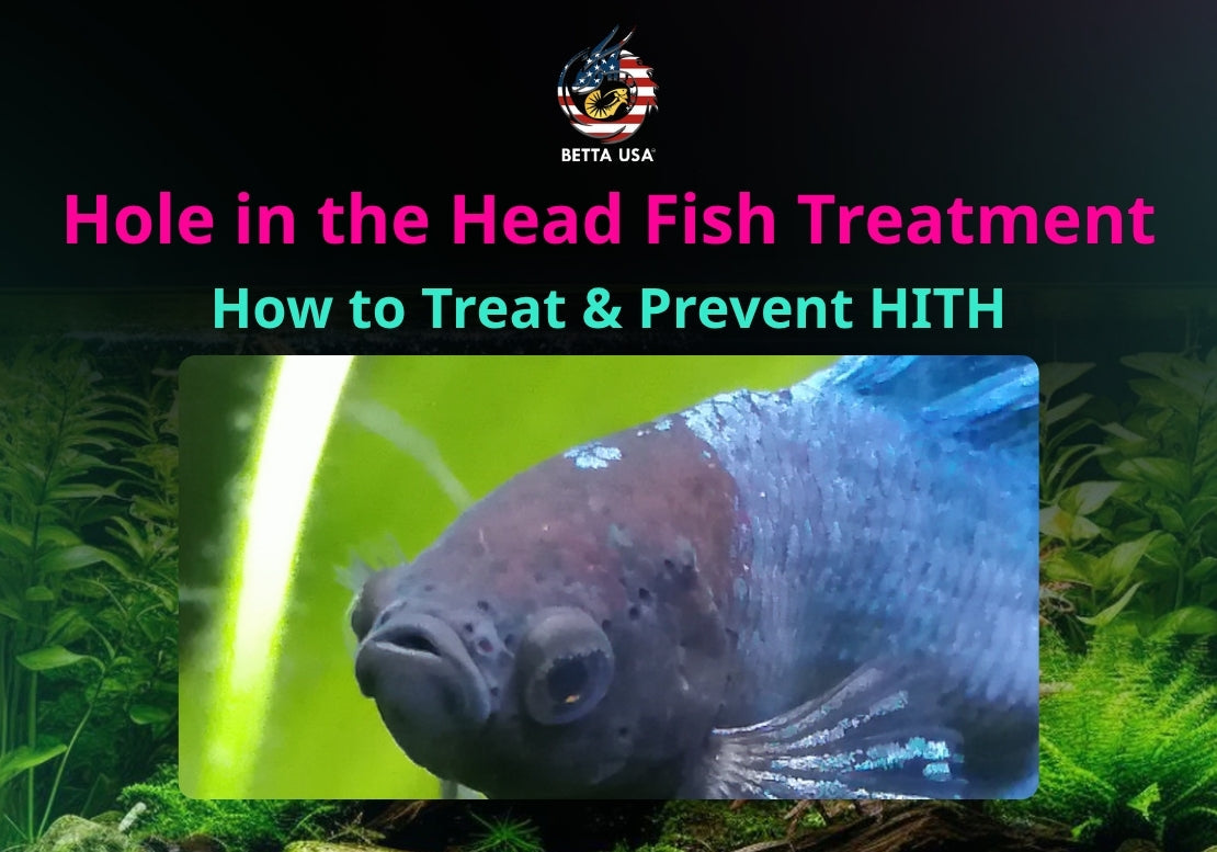 Hole in the Head Fish Treatment: How to Treat & Prevent HITH – Betta ...