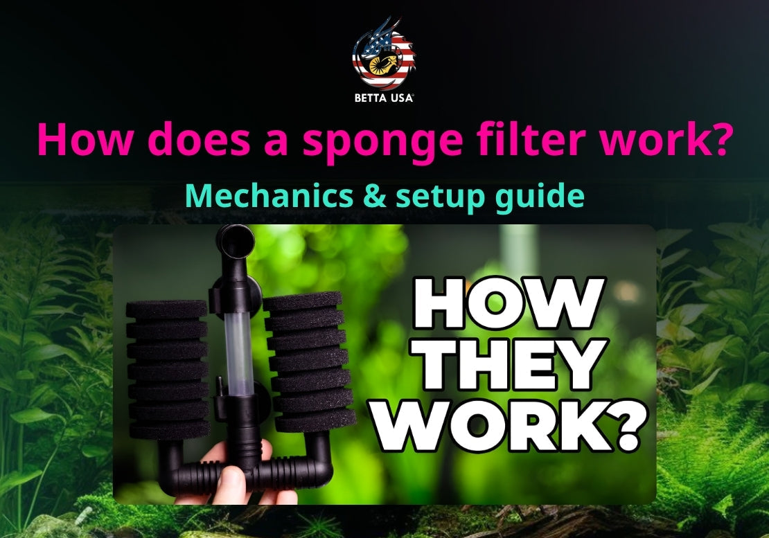 How does a sponge filter work? Mechanics & setup guide – Betta USA Aquatic
