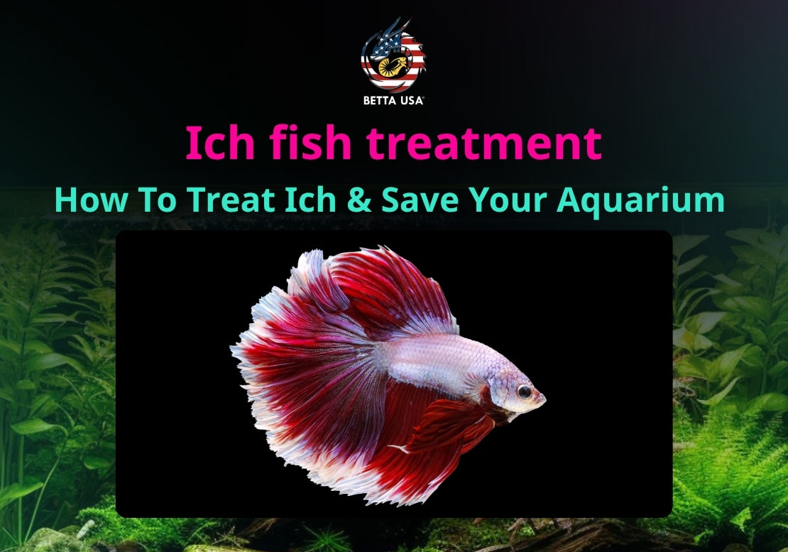 Ich fish treatment: How To Treat Ich & Save Your Aquarium Now – Betta ...