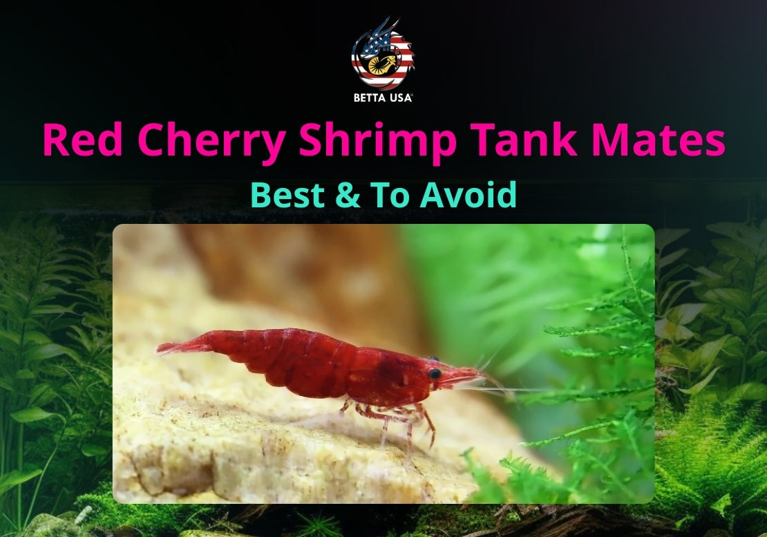 Red Cherry Shrimp Tank Mates: Best & To Avoid – Betta USA Aquatic