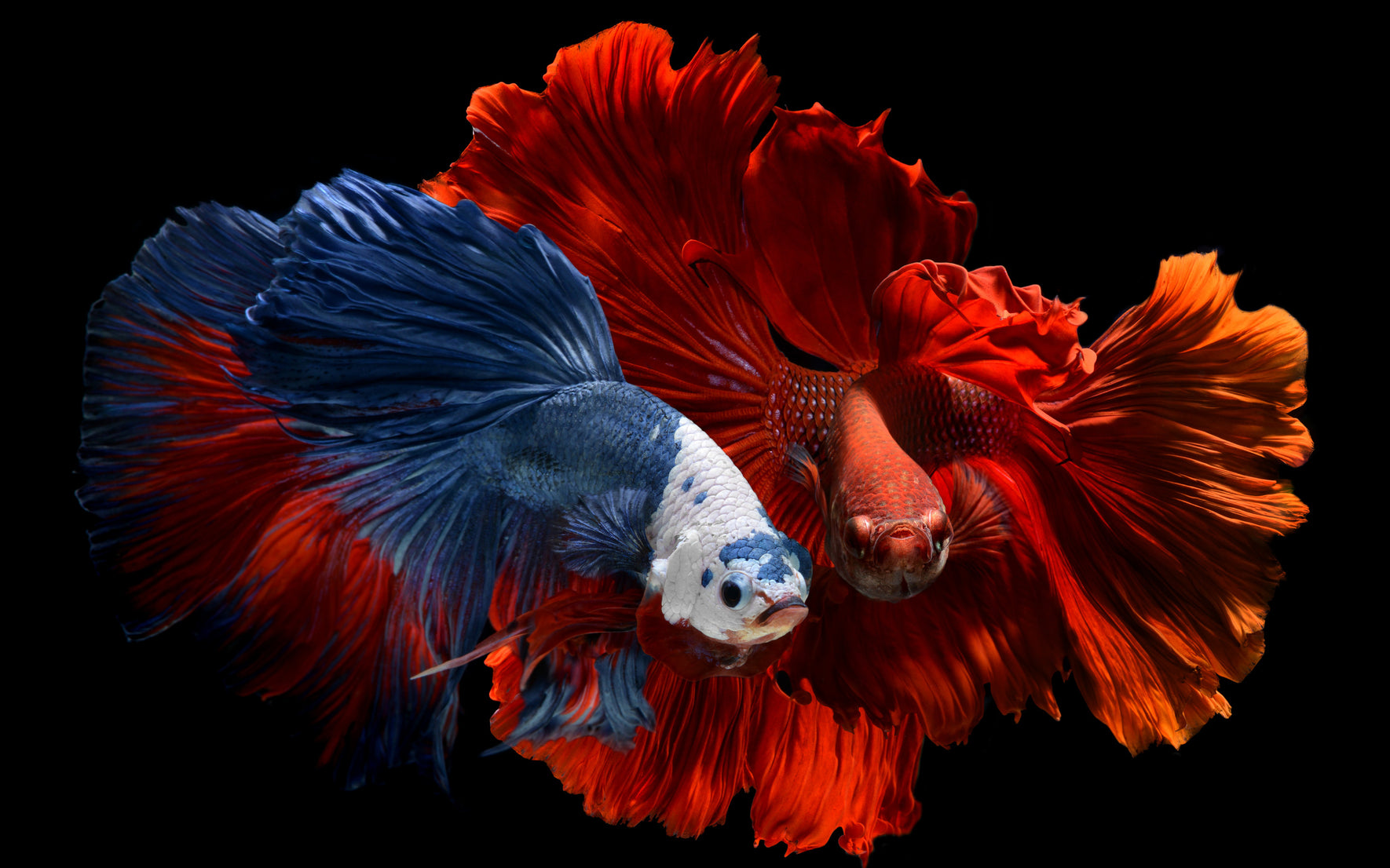 Freshwater Betta, Guppy & Shrimp – Betta USA Aquatic Online Store