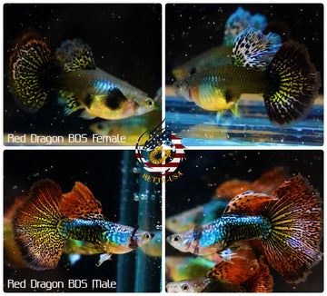 USA Most Trusted Online Retailer Of Fresh Water Shrimp - Betta - Guppy ...