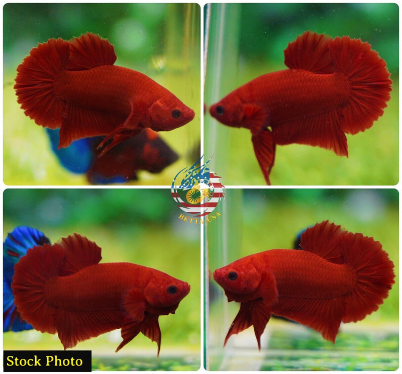 HMPK Super Red – Betta USA Aquatic