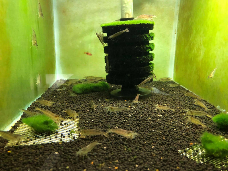 Amano Algae Eater - Freshwater Neocaridina Aquarium Shrimp. Live Guara ...